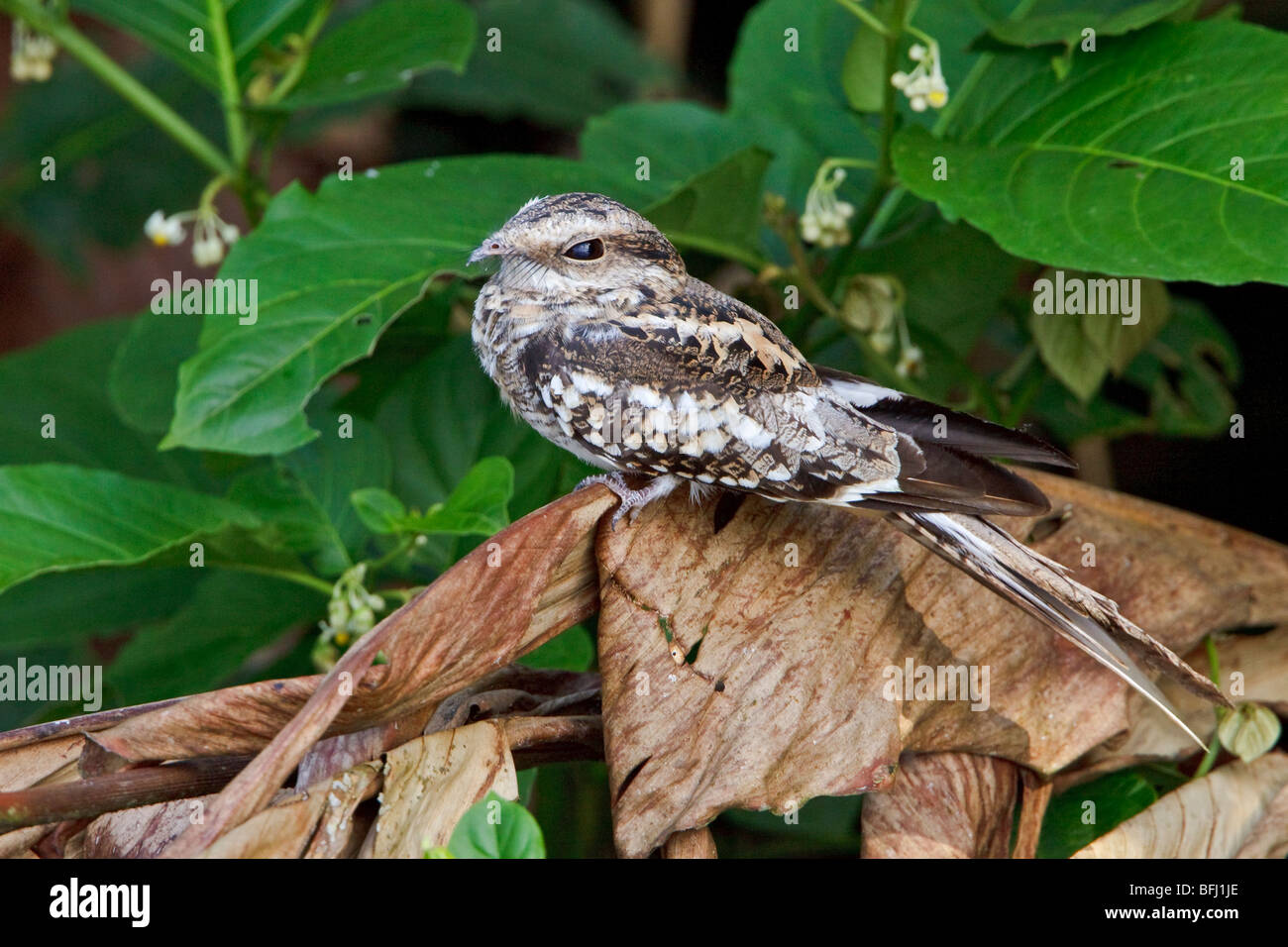 Nightjar hi-res stock photography and images - Alamy