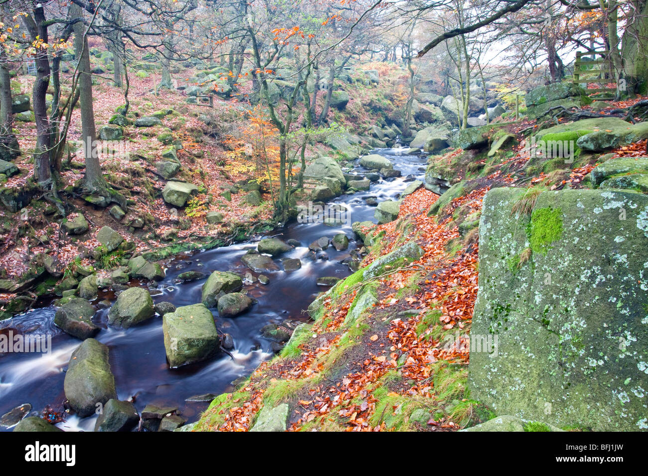 Padley Gorge in full Autumn colours in the Peak District National Park ...