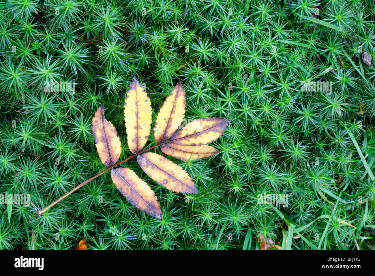 Ash Tree leave on a bed of moss/woodland plant, UK Stock Photo - Alamy