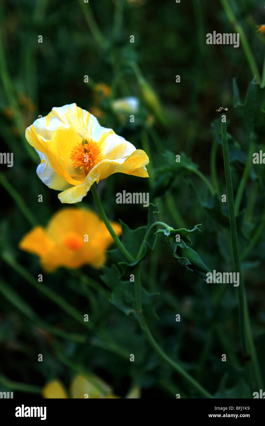 Wildflower balkan hi-res stock photography and images - Alamy