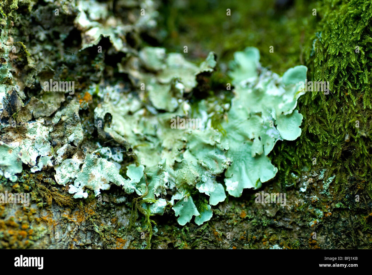 Lichen and Moss growing an a tree Stock Photo - Alamy