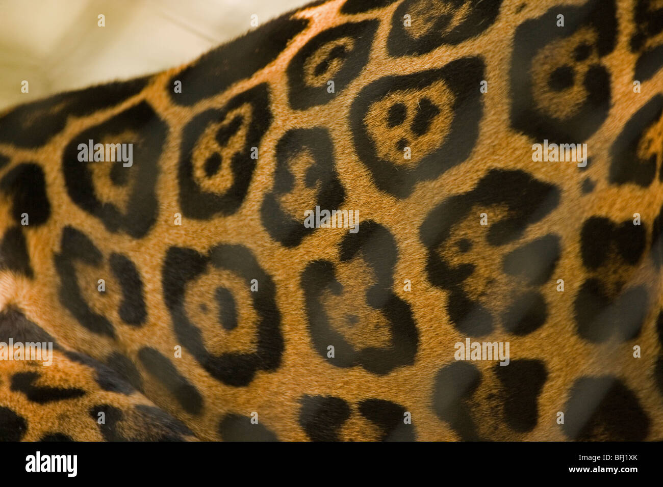 Jaguar (Panthera onca). Showing coat on a living animal and spots ...