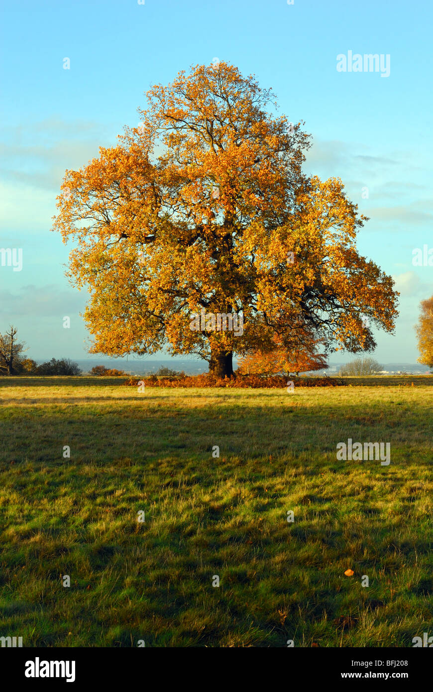 Oak tree autumn hi-res stock photography and images - Alamy