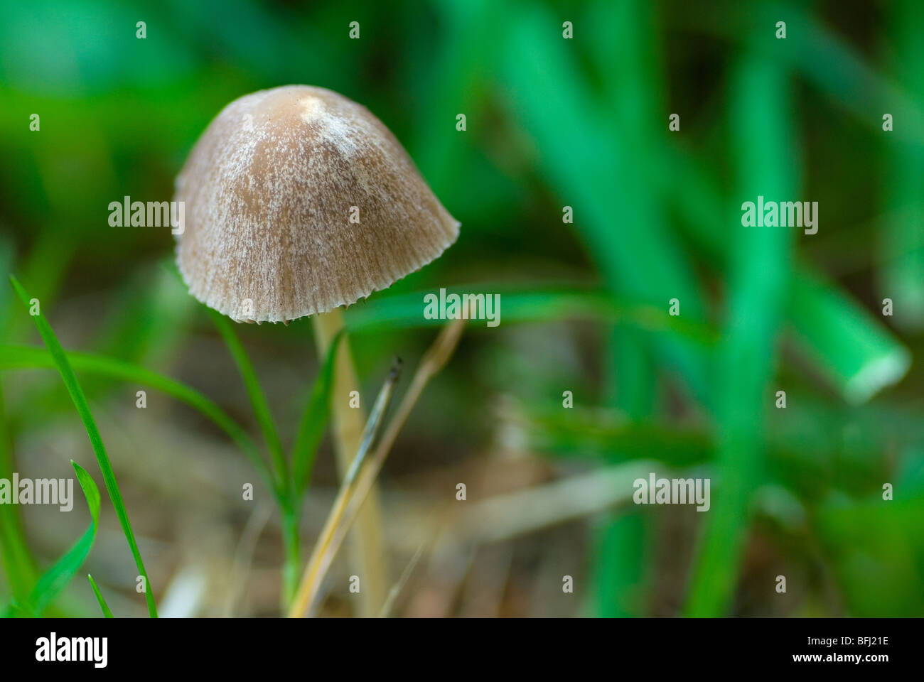Wild Fungi growing from the forest floor Stock Photo - Alamy