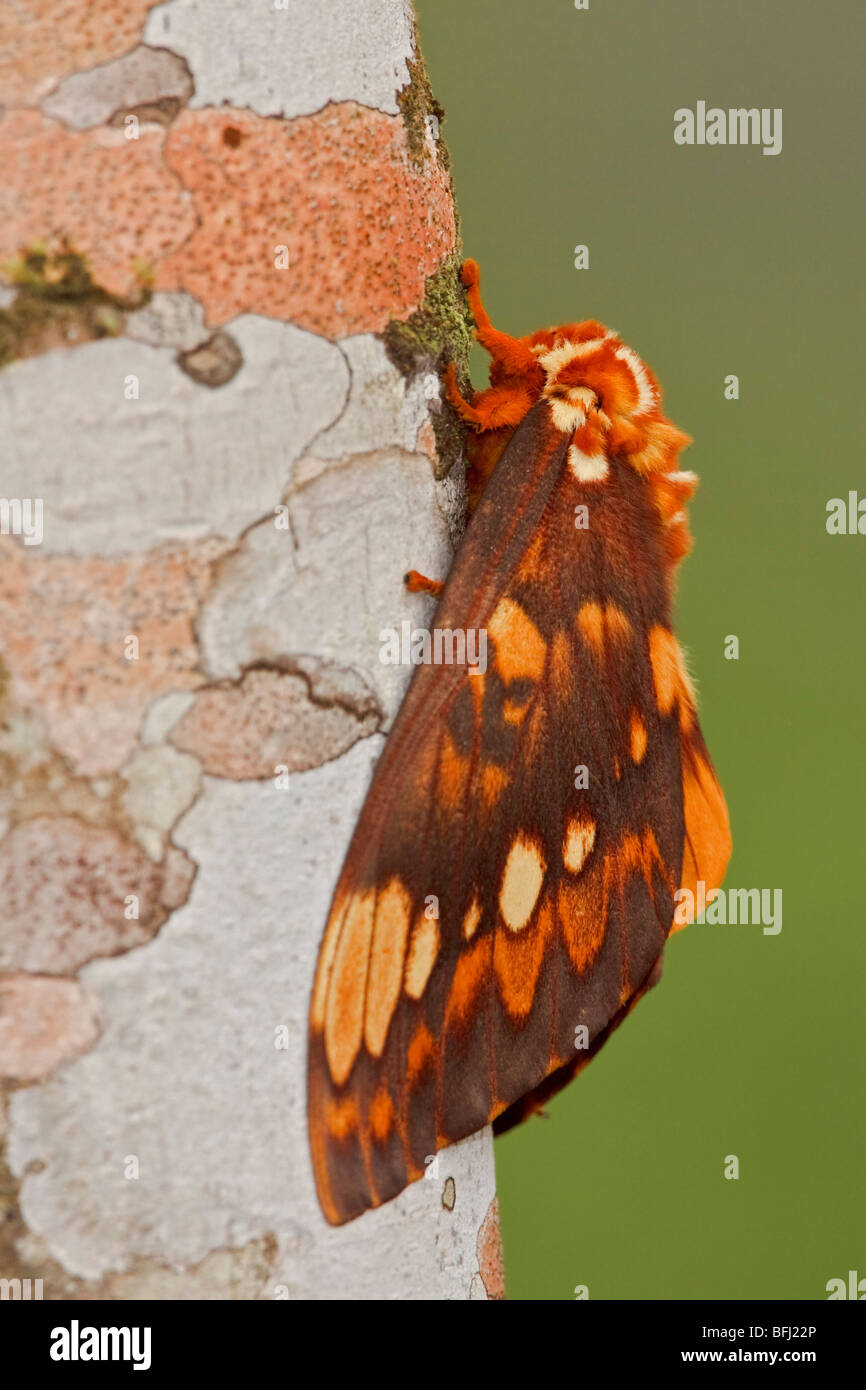 A moth perched on a branch in the Milpe reserve in northwest Ecuador ...
