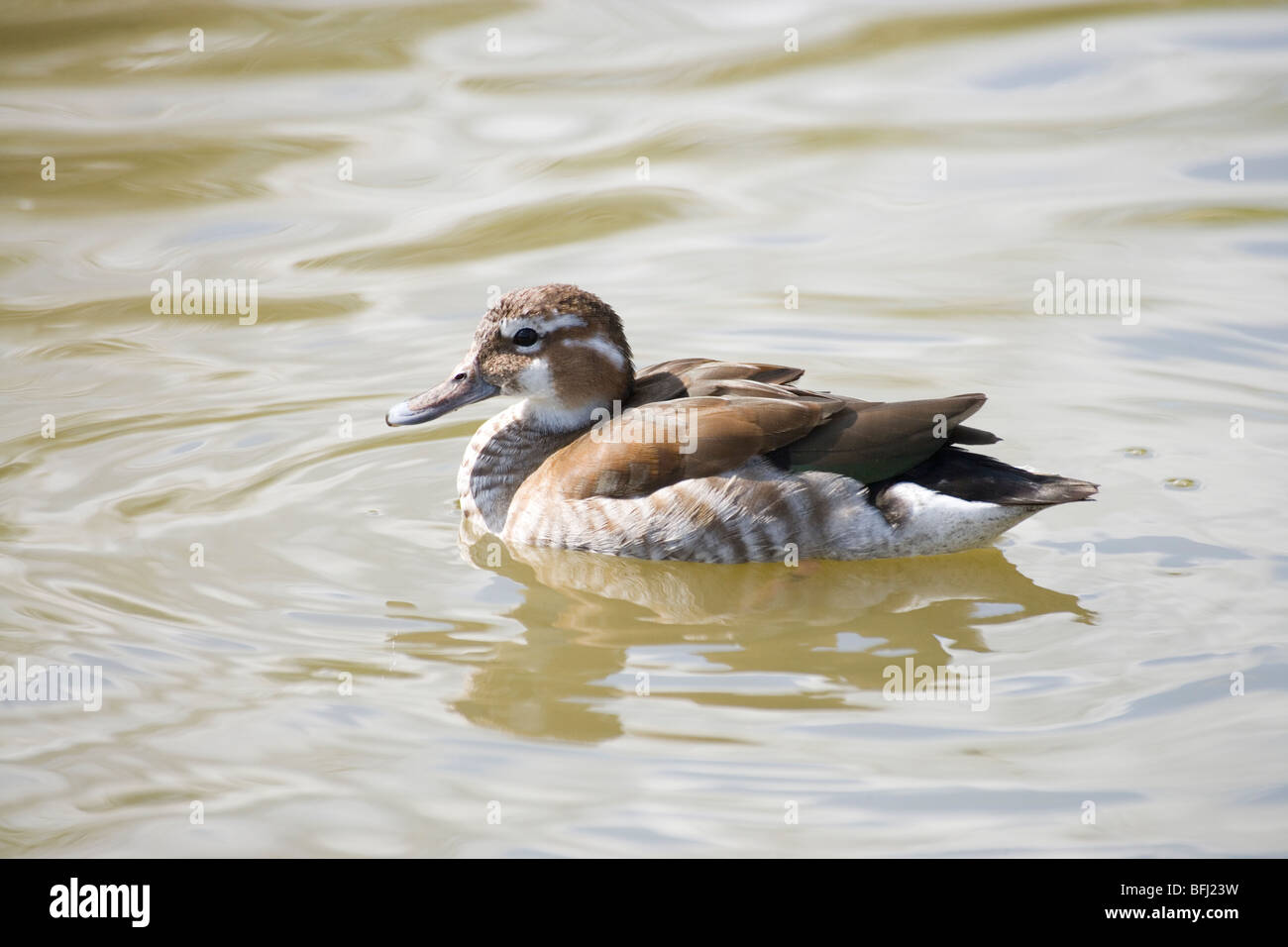 Female teal markings hi-res stock photography and images - Alamy