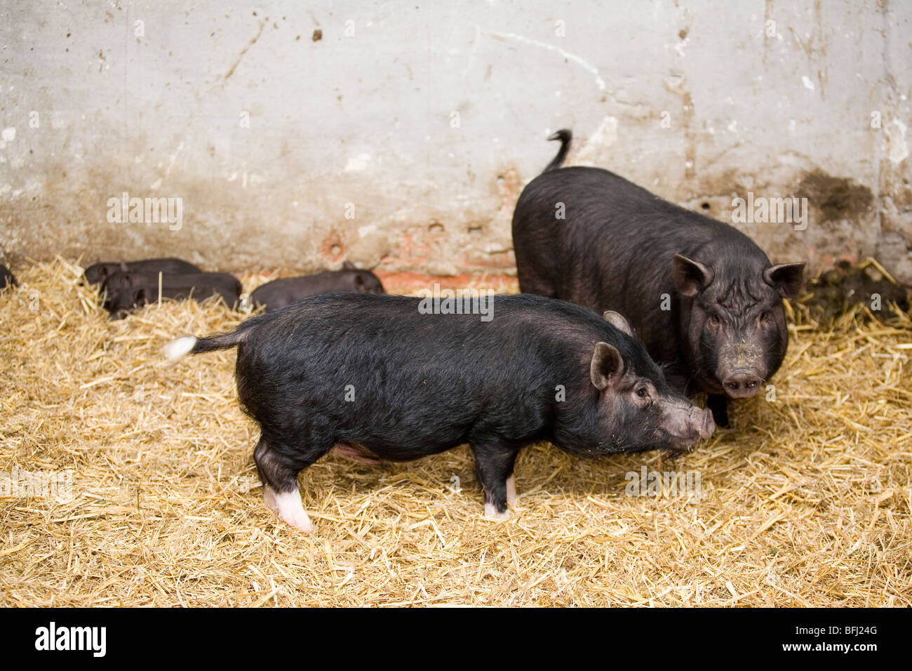 black pigs in the farm Stock Photo - Alamy
