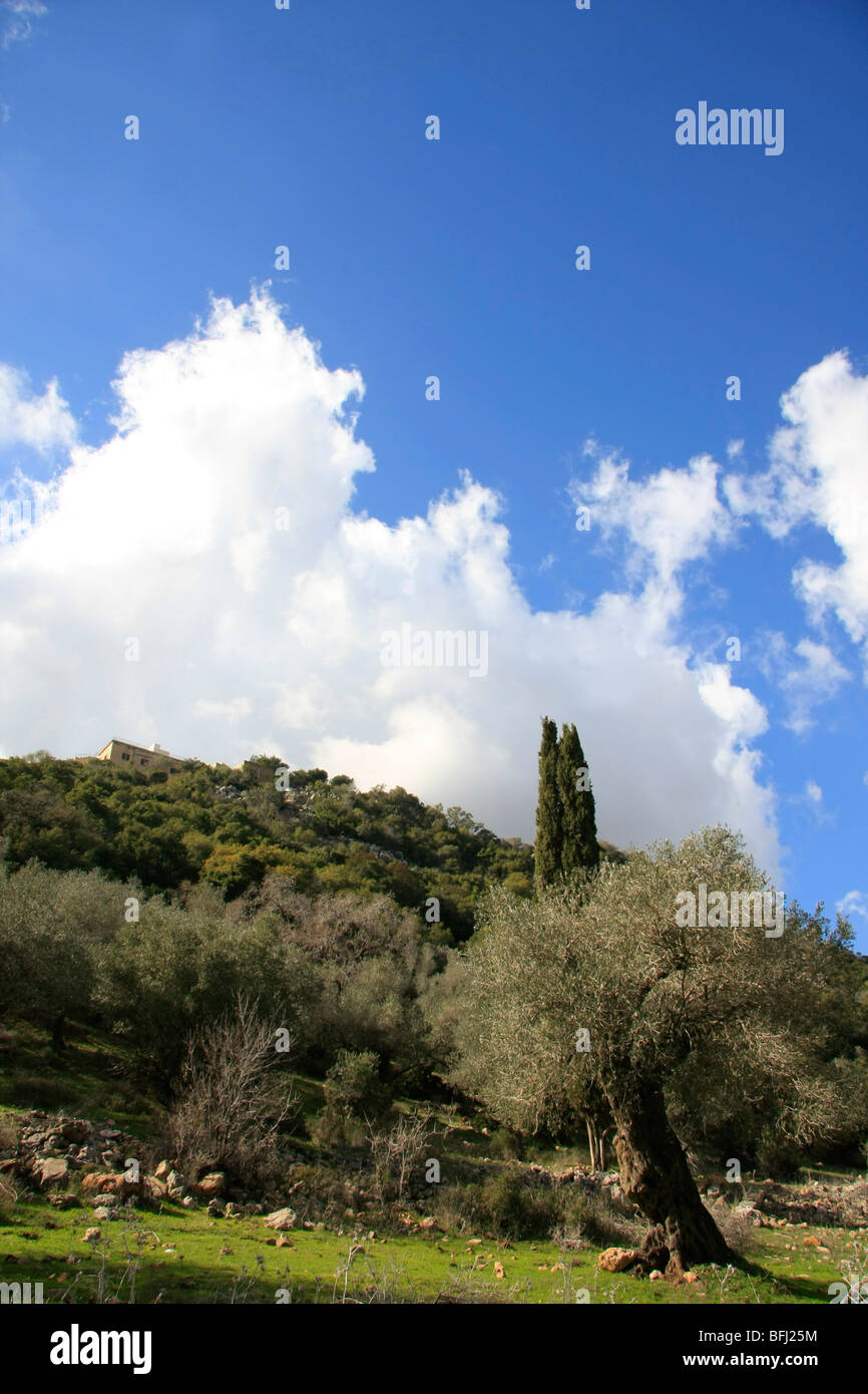 Olive grove israel hi-res stock photography and images - Alamy