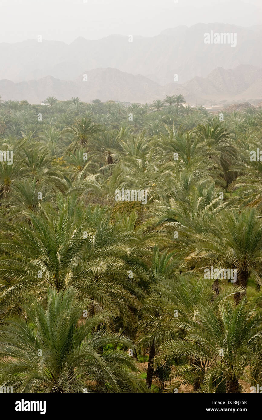 Bidyah, UAE, View from watchtower of area surrounding Al Bidyah Mosque ...