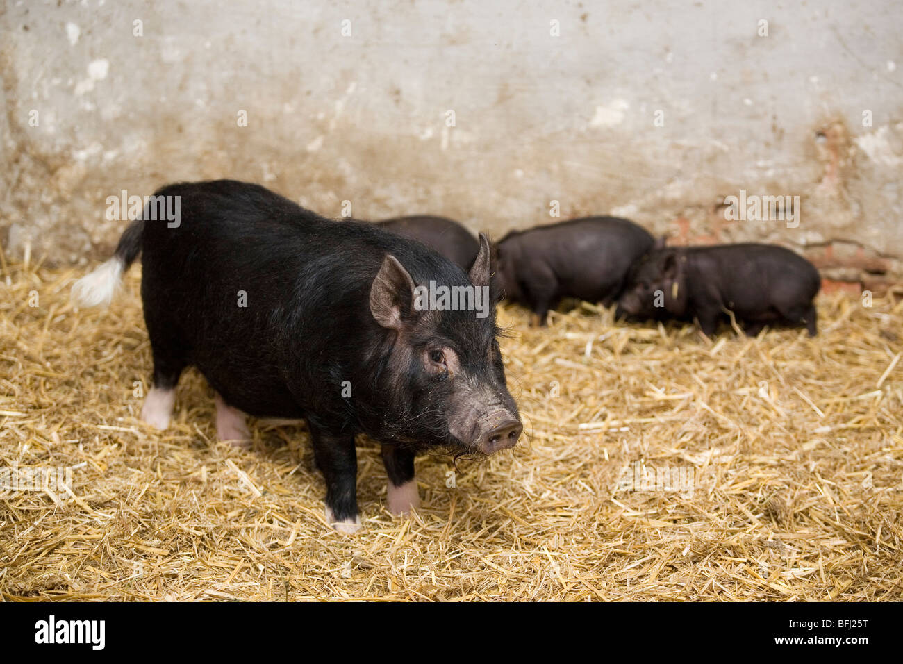 black pigs in the farm Stock Photo - Alamy