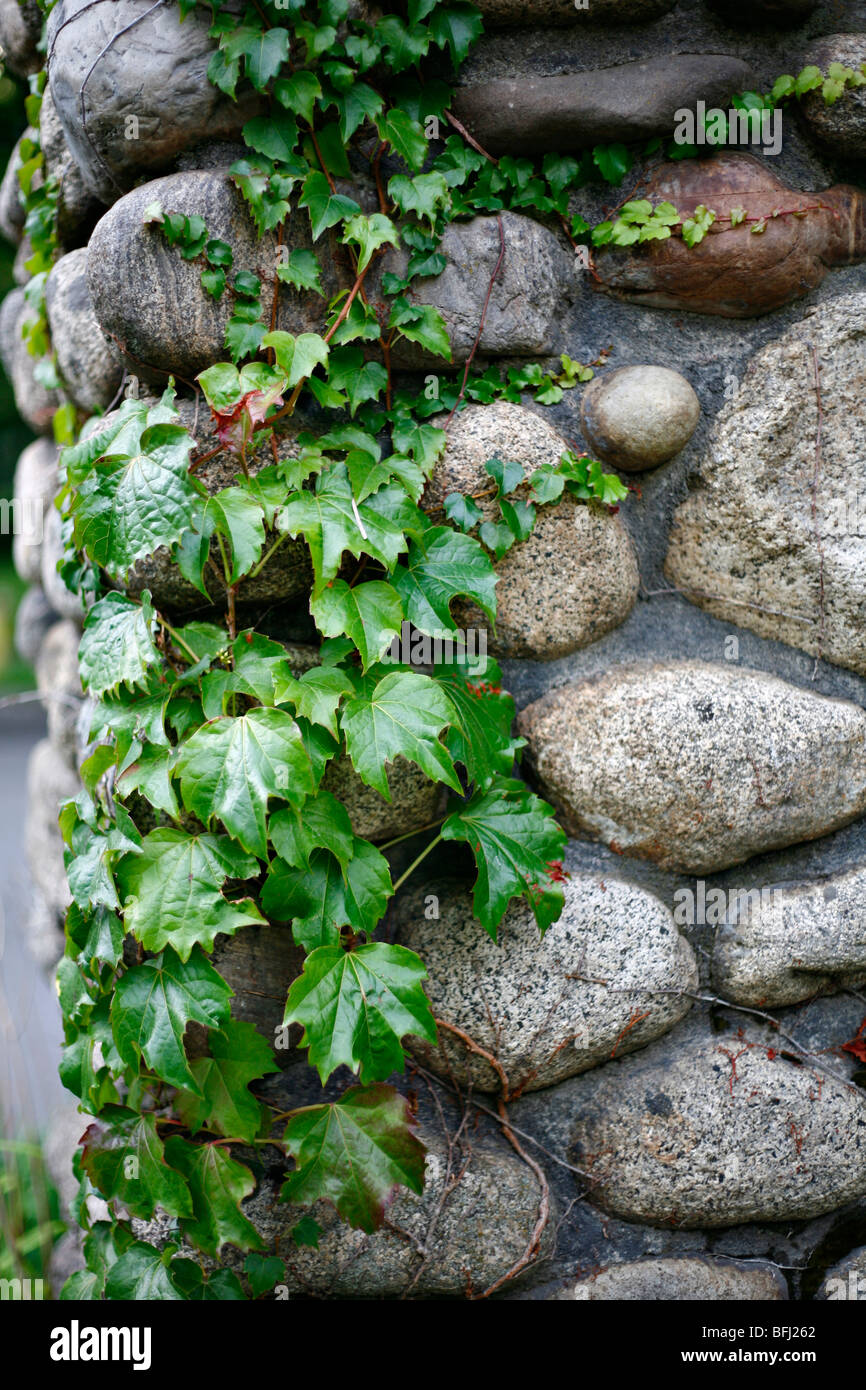 Structure of ivy hi-res stock photography and images - Alamy