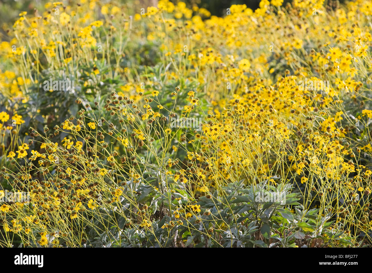 Dubai, UAE, Colourful yellow flowers in gardens at Creekside Park in ...