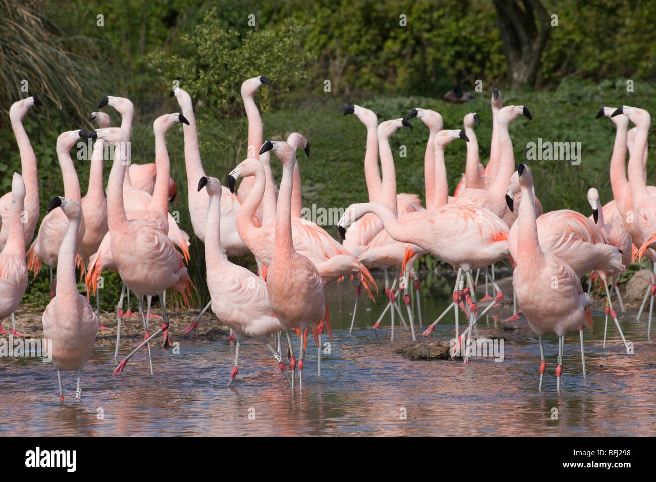 Group of chilean flamingos hi-res stock photography and images - Alamy