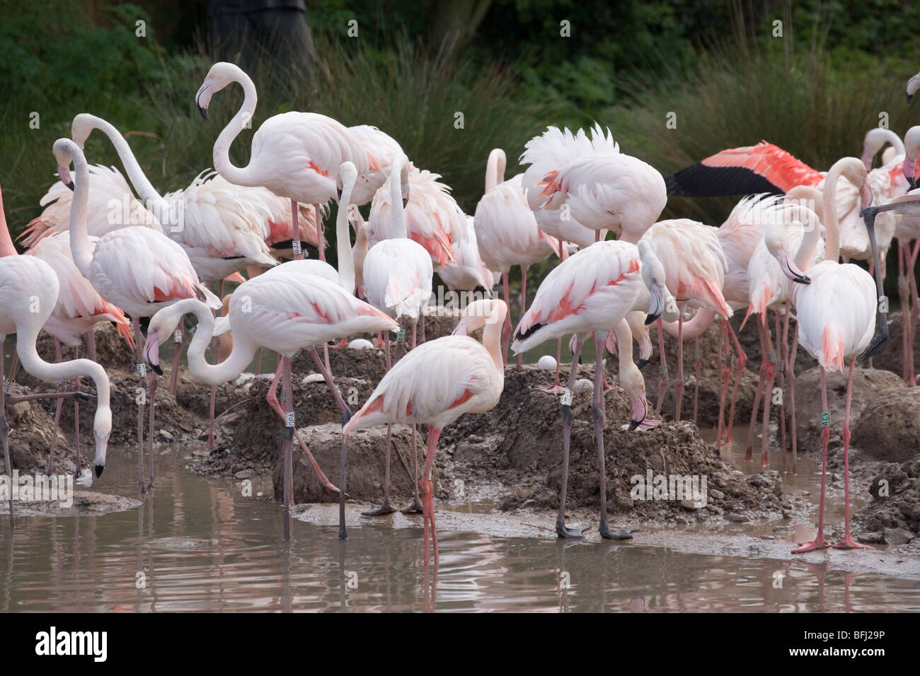 Phoenicopterus more ruber hi-res stock photography and images - Alamy