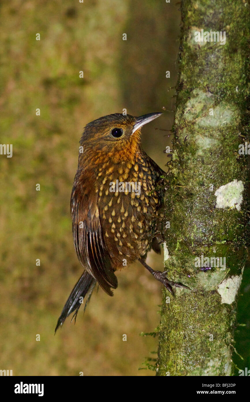 Margarornis squamiger hi-res stock photography and images - Alamy