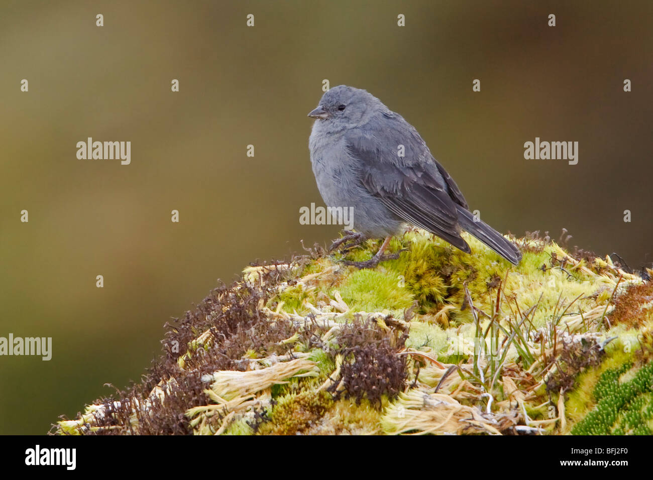 perched on paramo vegetation in the highlands of Ecuador Stock Photo ...