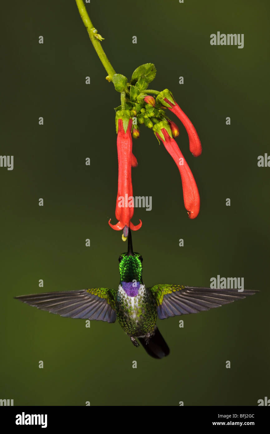 A Purple-bibbed Whitetip (Urosticte benjamini) feeding at a flower ...