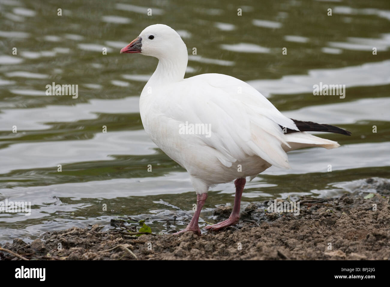 Ross's Goose (Anser rossii Stock Photo - Alamy