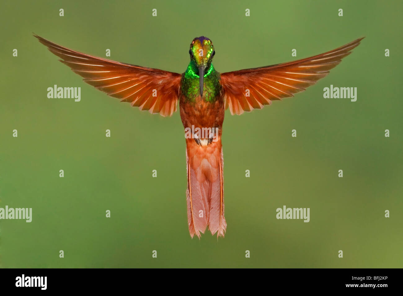 Rainbow Starfrontlet (Coeligena iris) feeding at a flower while flying ...