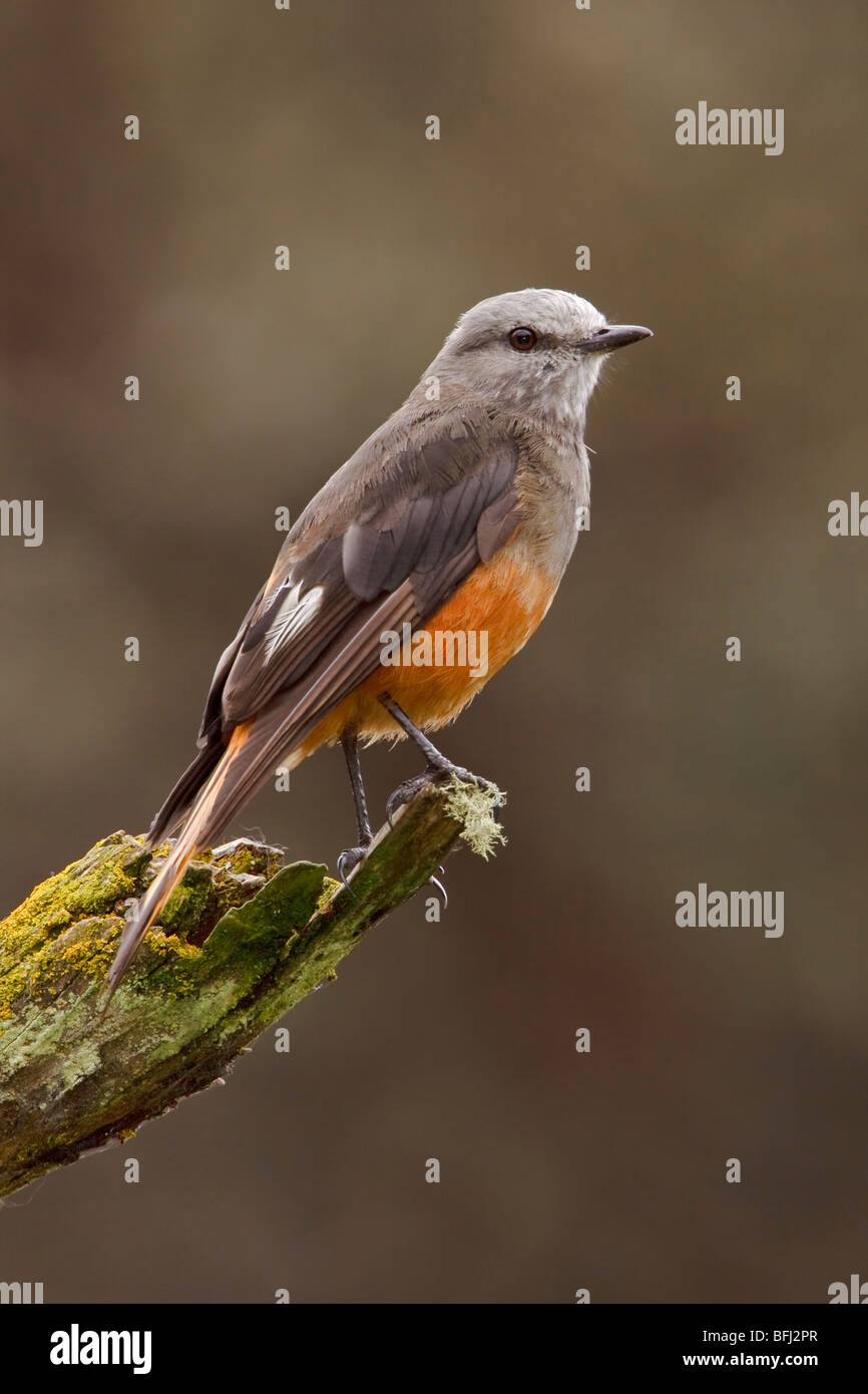 Red rumped bush tyrant hi-res stock photography and images - Alamy