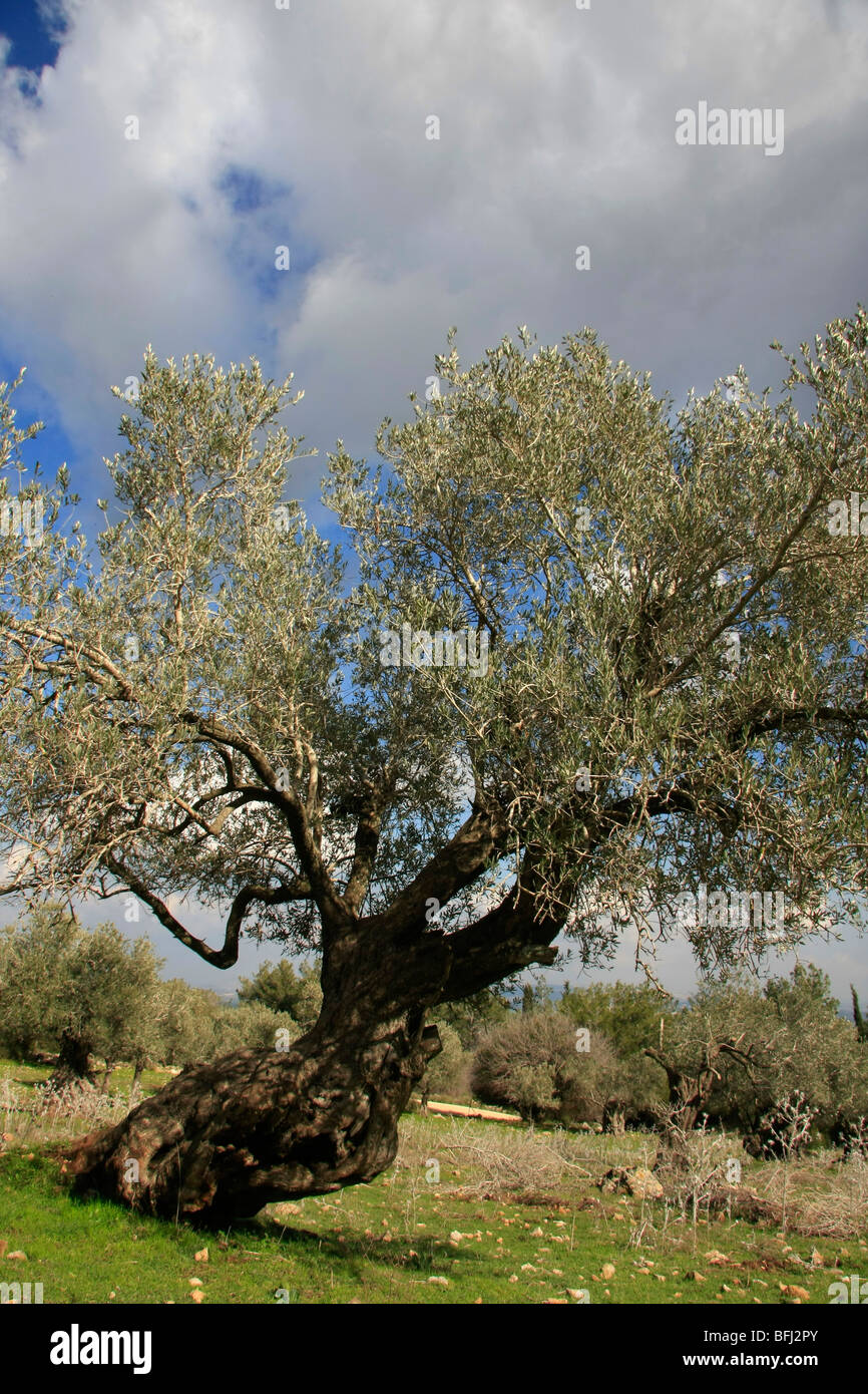 Israel, Mount Carmel, an Olive grove by Carmel Scenic Road Stock Photo ...