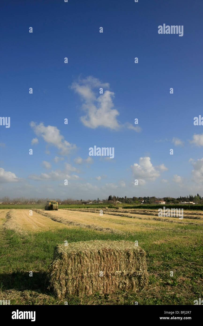 Israel, Sharon, the fields of Binyamina by road 652 Stock Photo - Alamy