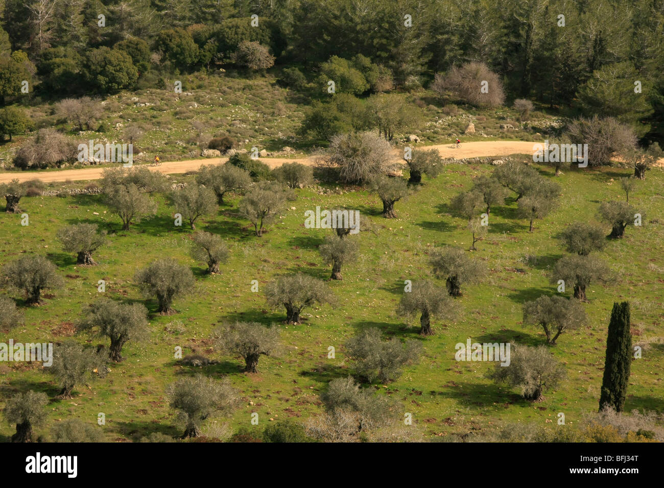 Israel, Mount Carmel, view of Carmel Scenic road and an Olive grove ...