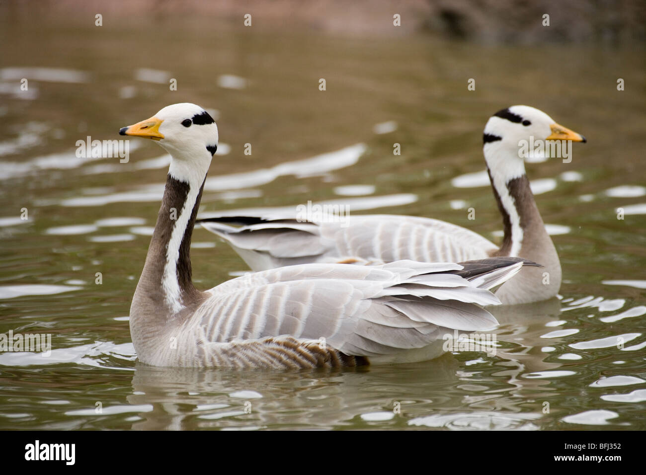 Distinctive goose markings hi-res stock photography and images - Alamy