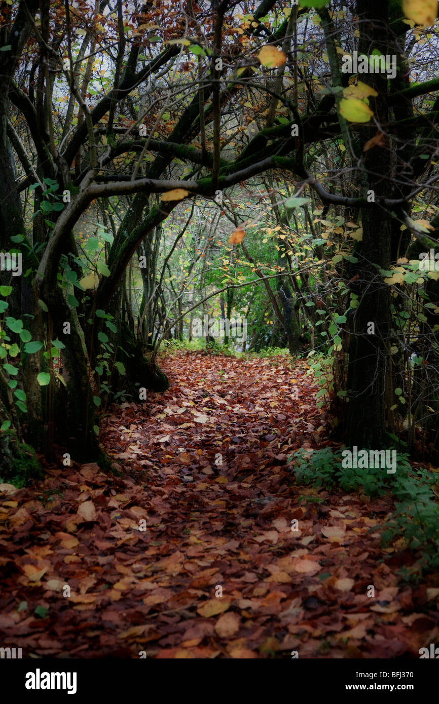 Arch of branches over woodland path by Aysgarth Falls Stock Photo - Alamy