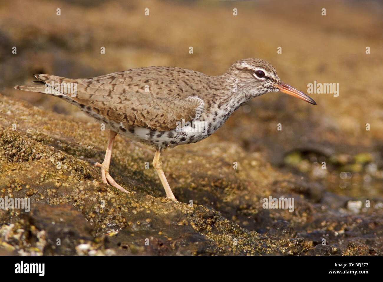 Spotted Sandpiper (Actitis macularia) perched on a rock near the coast ...