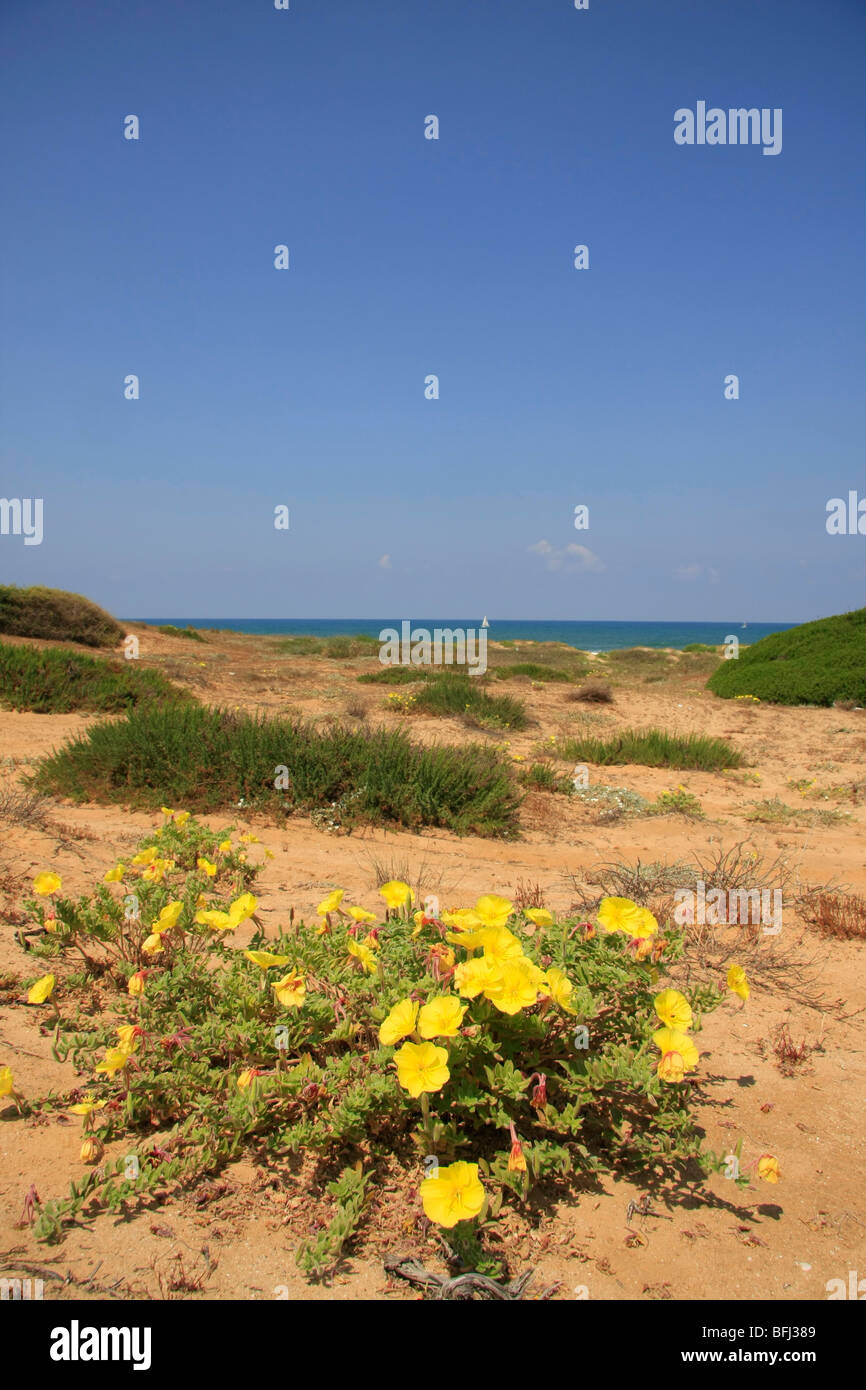 Israel, Sharon region, Evening primrose flowers at Hadera coast Stock ...