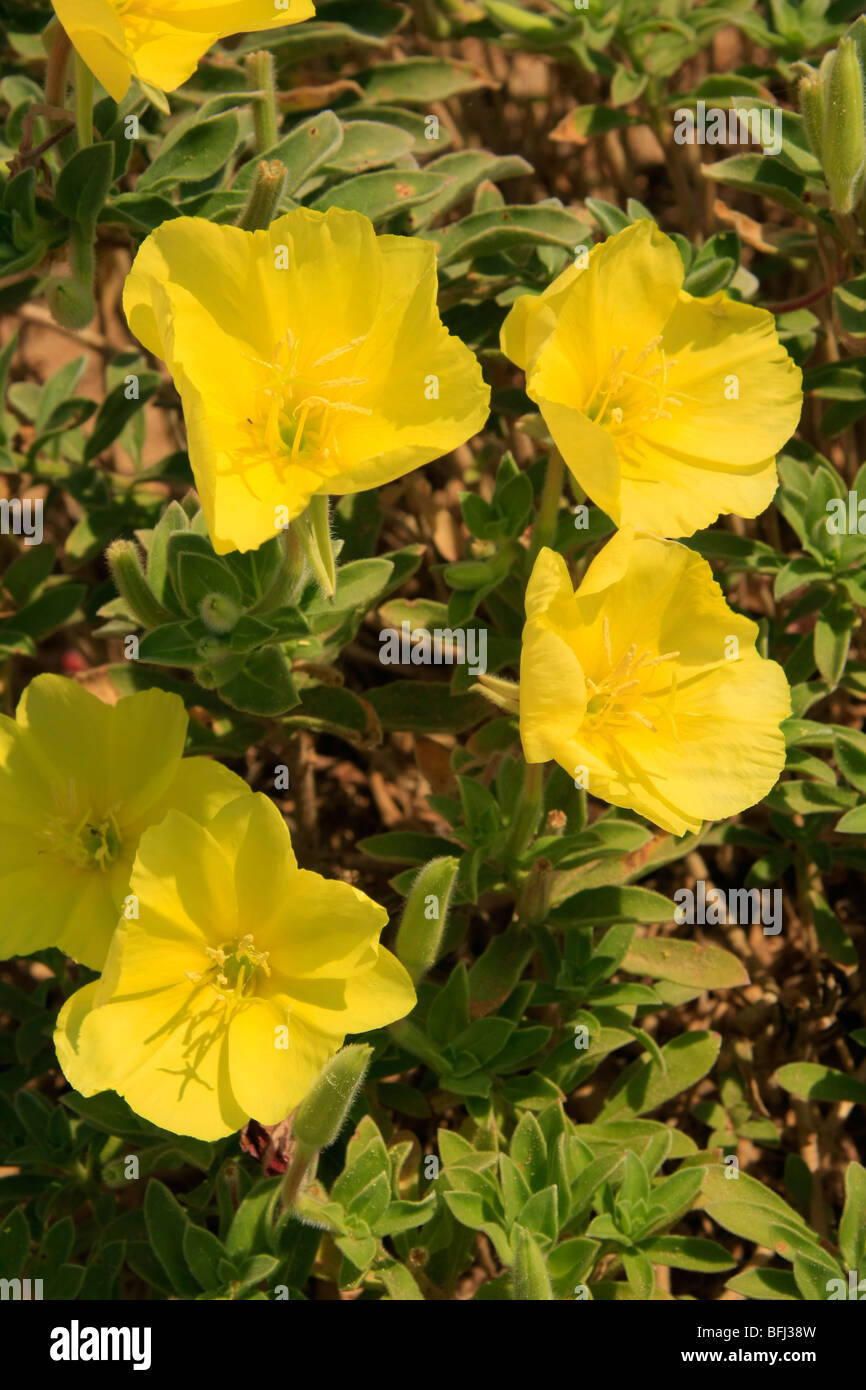 Evening primrose flowers hi-res stock photography and images - Alamy