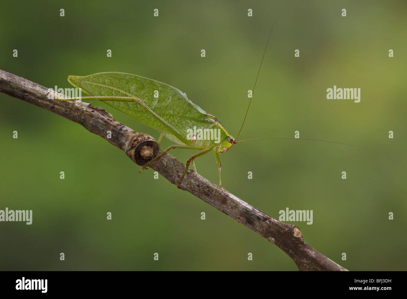An insect in the Tandayapa Valley of Ecuador Stock Photo - Alamy