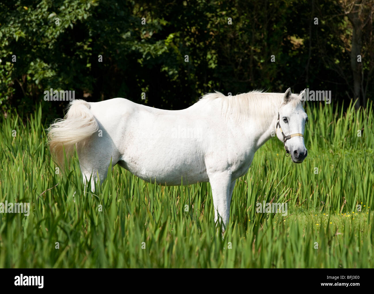 Horse tail reed hi-res stock photography and images - Alamy