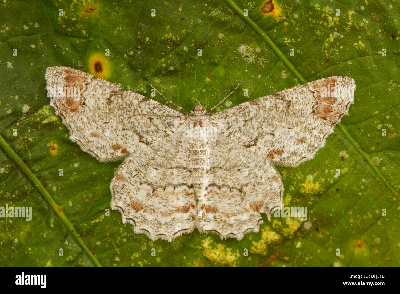 A moth on a leaf in the Tandayapa Valley of Ecuador Stock Photo - Alamy