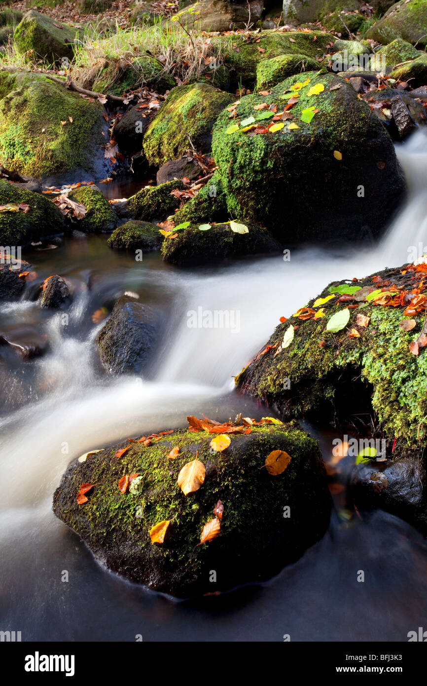 Padley Gorge in the Autumn in the Peak District National park Stock ...