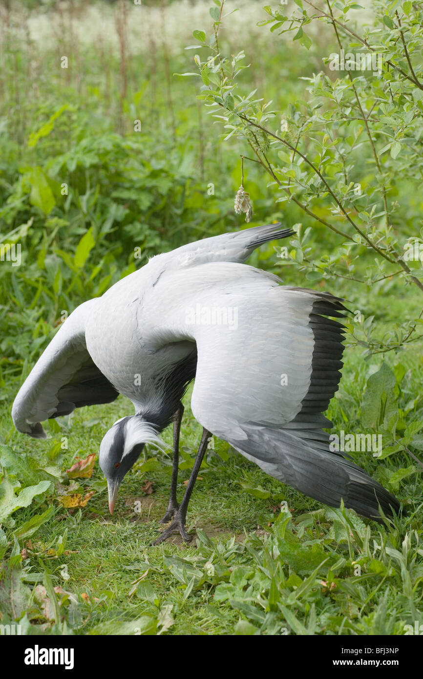 Demoiselle Crane (Anthropoides virgo). 'Broken wing' distraction ...