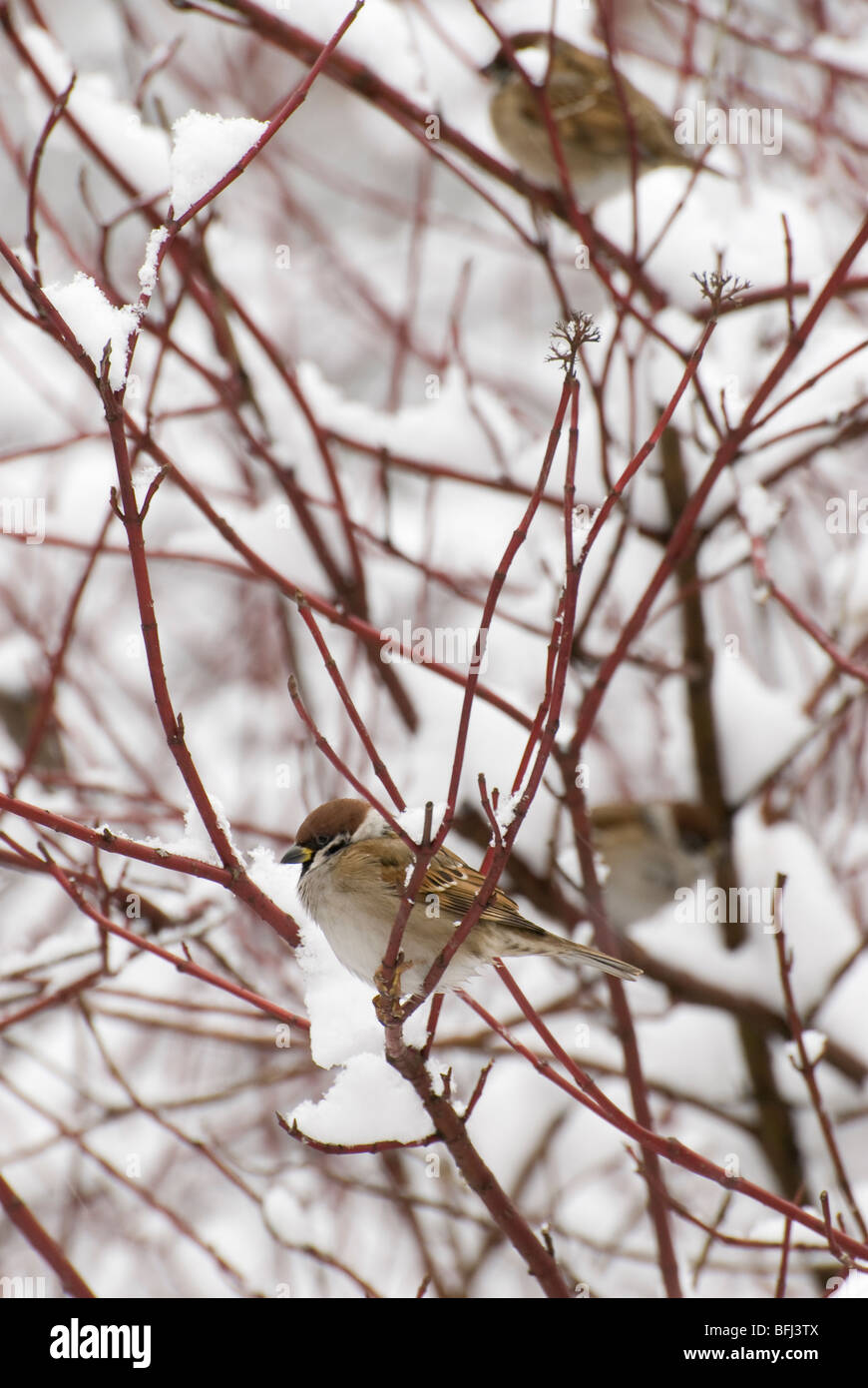 Seating bird hi-res stock photography and images - Alamy
