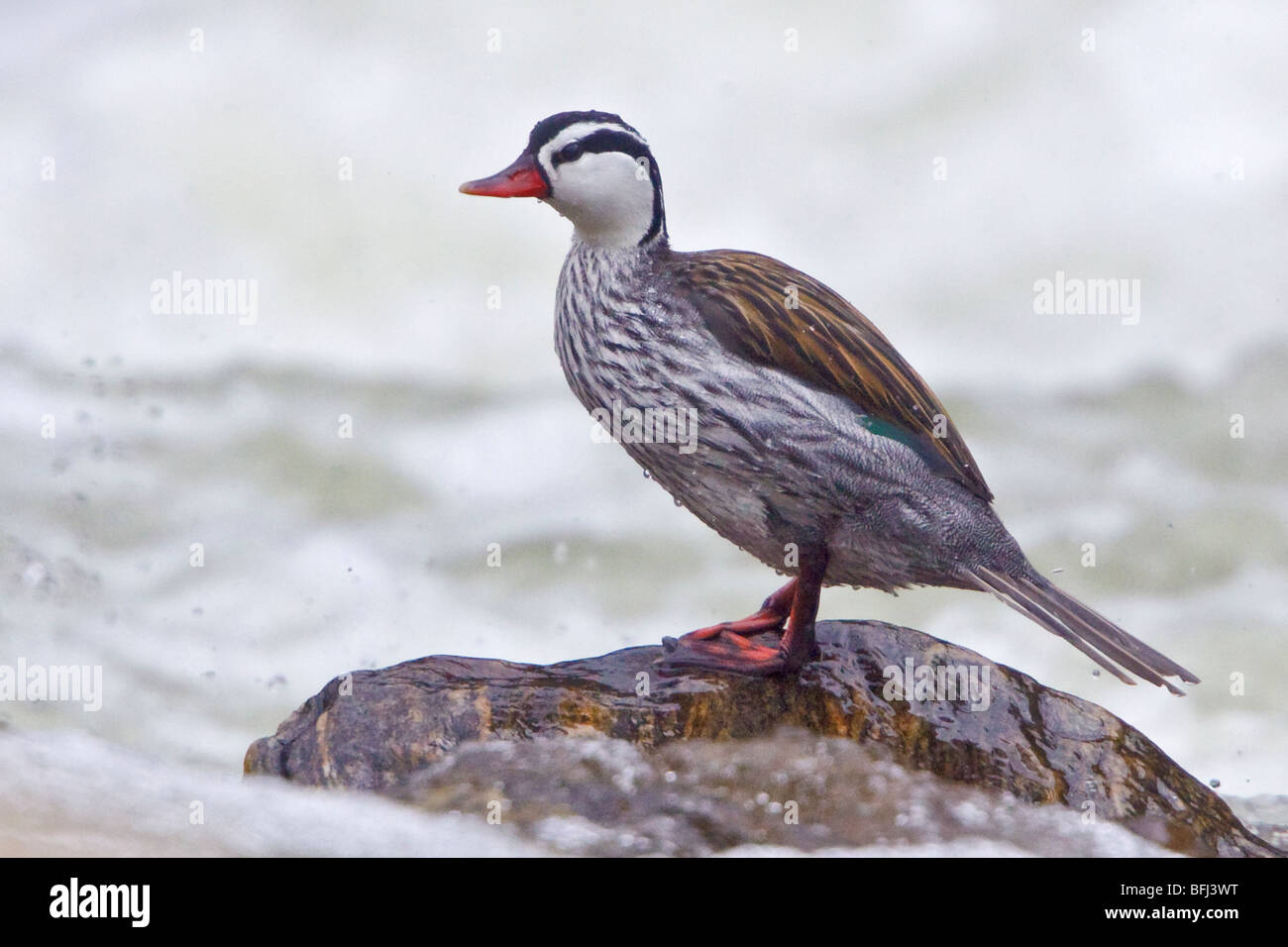Torrent Duck (Merganetta armata) perched on a rock alongside a rushing ...