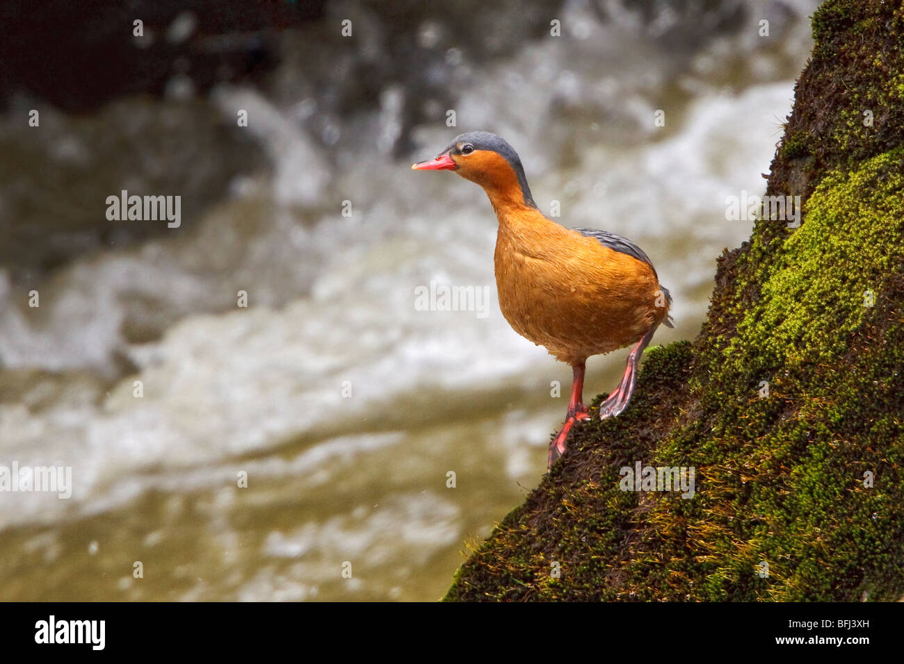 Torrent duck merganetta armata hi-res stock photography and images - Alamy