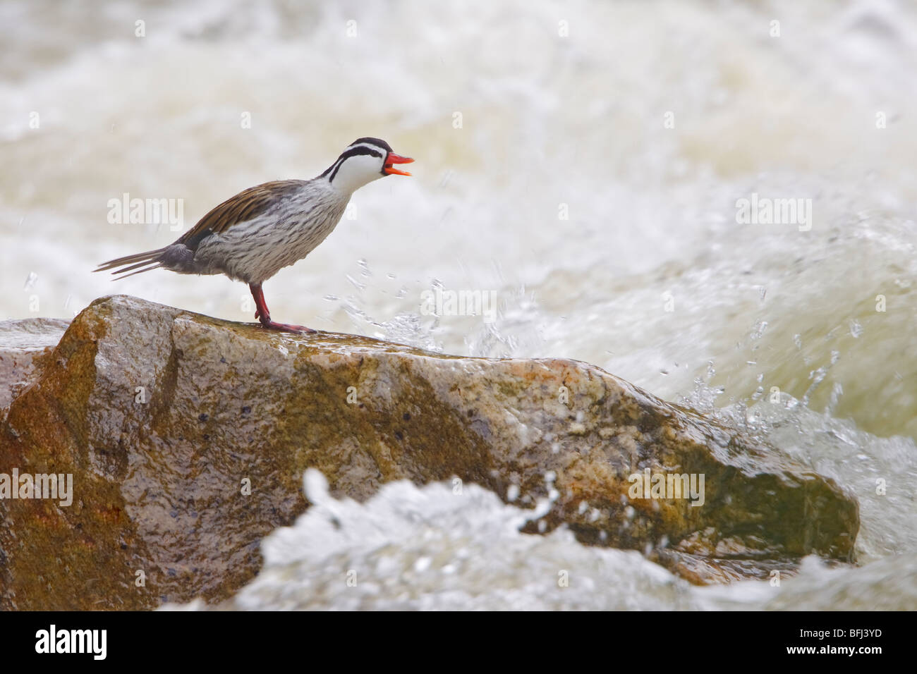 Torrent Duck Merganetta Armata High Resolution Stock Photography and ...
