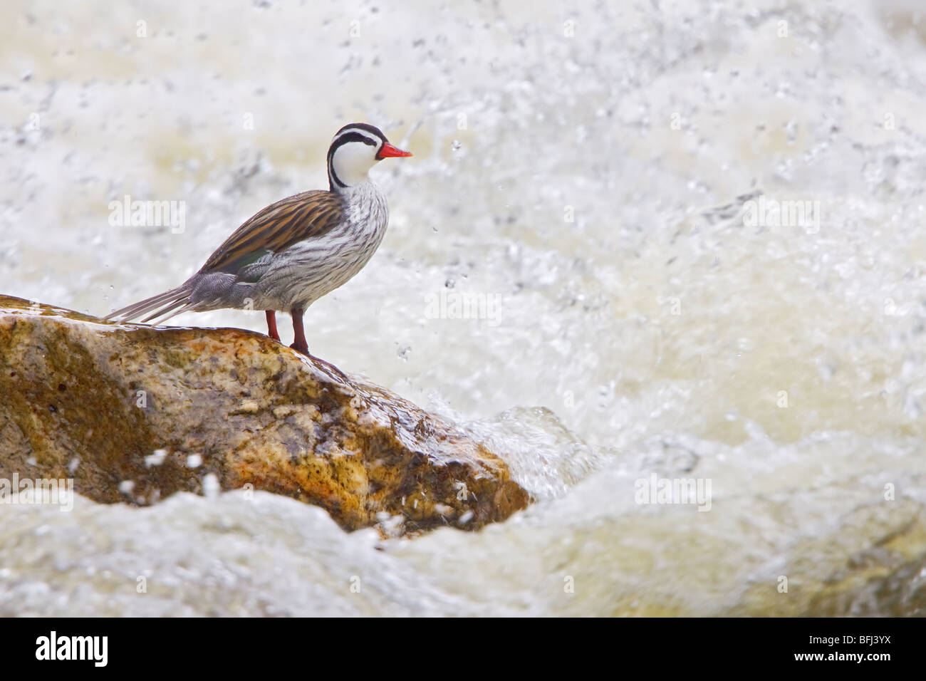 Torrent Duck Merganetta Armata High Resolution Stock Photography and ...