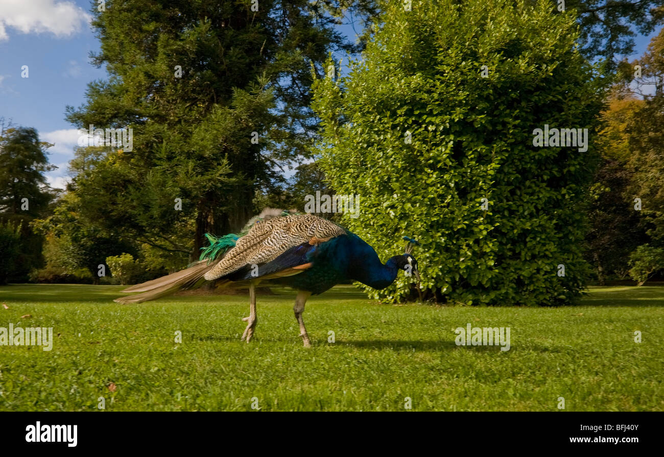 Johnstown castle hi-res stock photography and images - Alamy