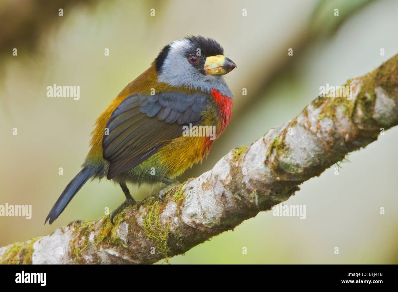 Toucan Barbet (Semnornis ramphastinus) perched on a branch at the Mindo ...