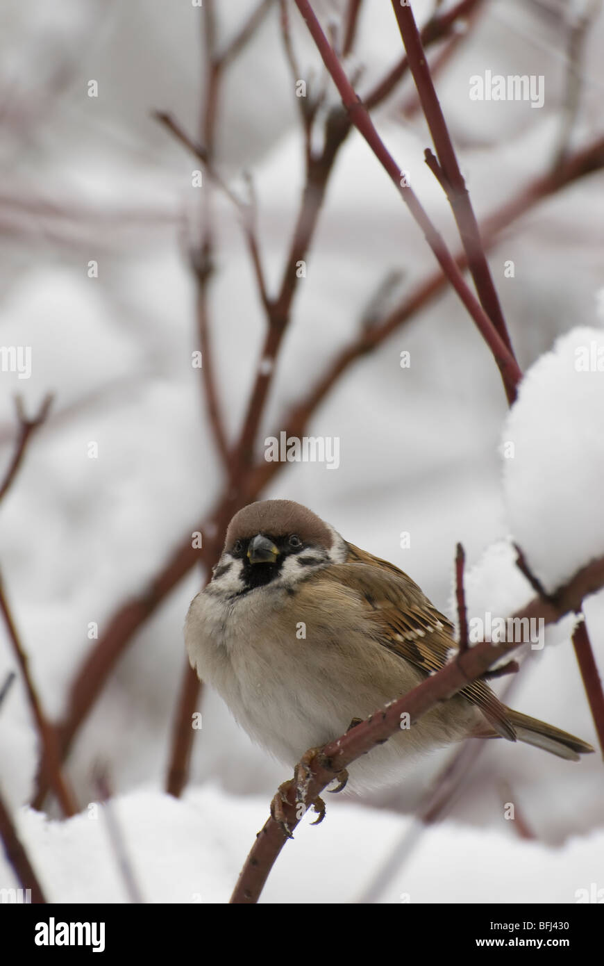 Seating bird hi-res stock photography and images - Alamy