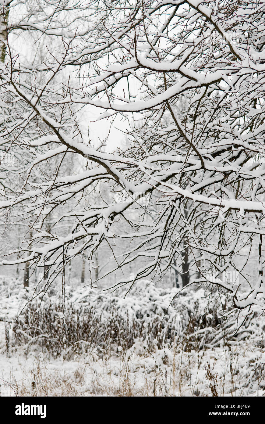 Tree branches with white fluffy snow above Stock Photo - Alamy