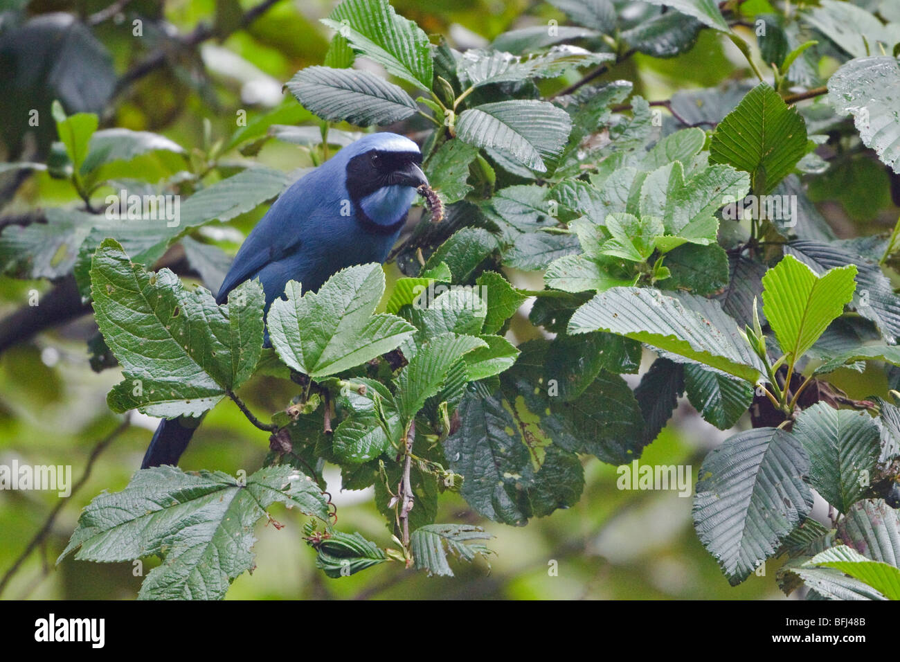 Jay photography hi-res stock photography and images - Alamy