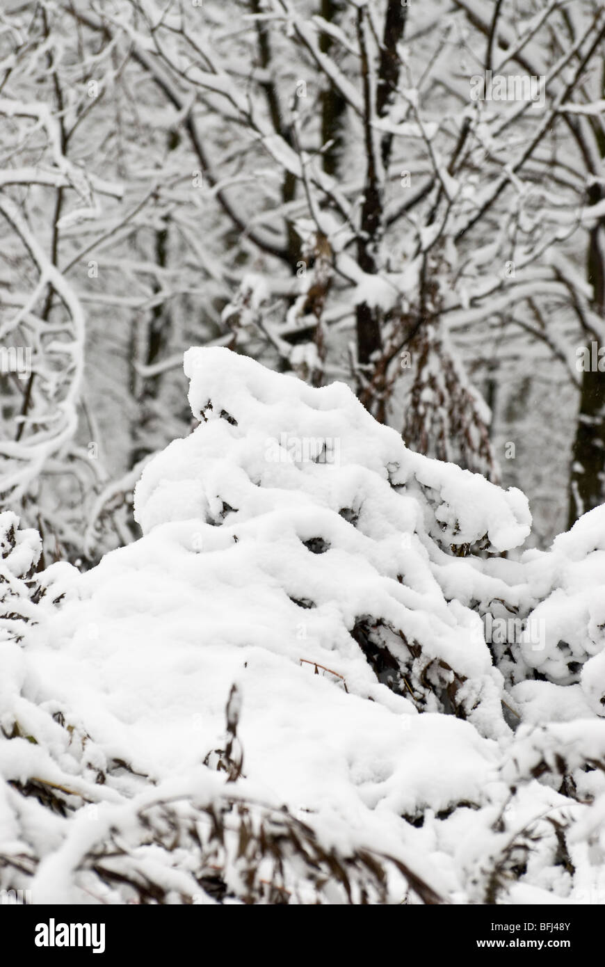 Cloudy weather first snow hi-res stock photography and images - Alamy