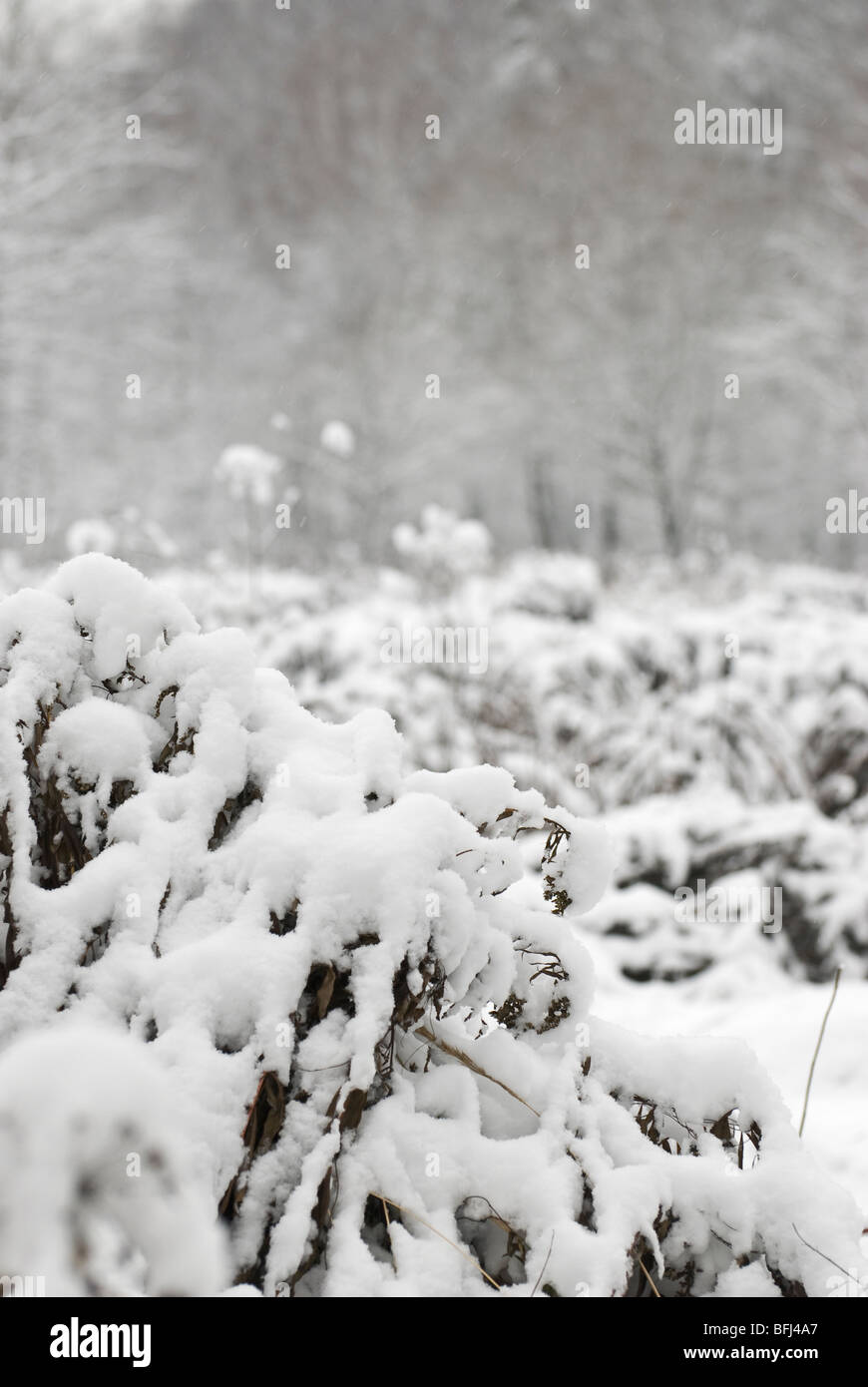 First winter snow Stock Photo - Alamy