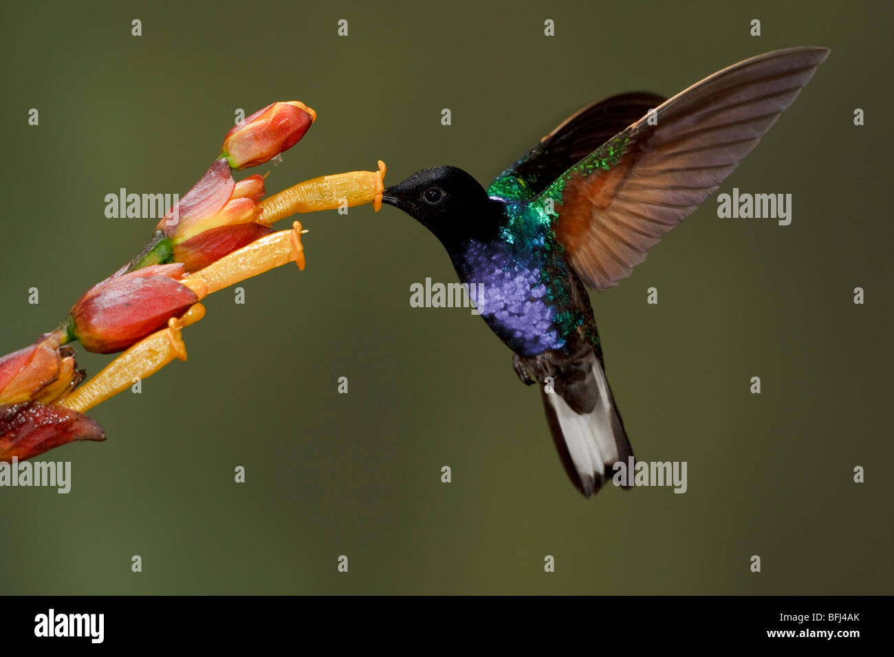 Velvet-purple Coronet (Boissonneaua jardini) feeding at a flower while ...